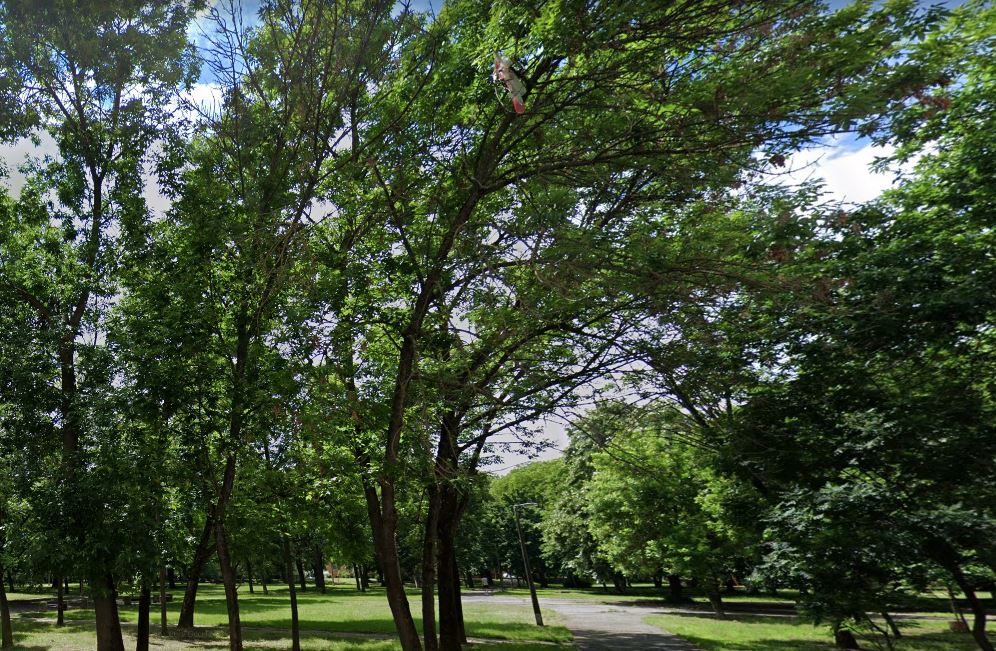 Két autóra borult egy akácfa a Görgey utcán