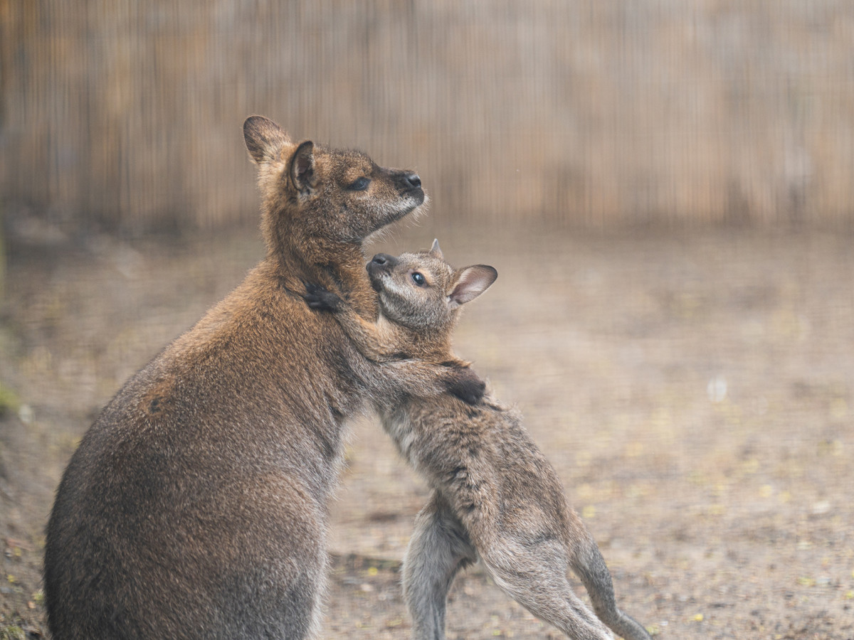 Zsebibabával gyarapodott a debreceni állatkert, látványetetésen is ...
